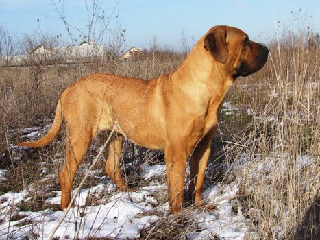 Tosa Dog Breed Characteristic, Daily and Care Facts