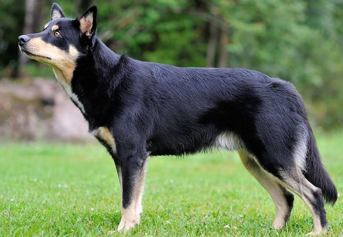 Lapponian Herder Dog Breed Characteristic, Daily and Care Facts