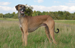 Sloughi Dog Breed Characteristic, Daily and Care Facts