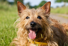 Dog Breeds - Purebred Breed List - Dog The Love