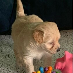 Male/Female Other is available for sale- Dog the Love