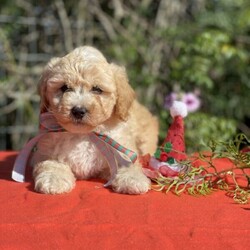 is available for adoption