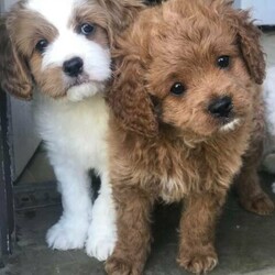 is available for adoption