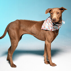 Female Rhodesian Ridgeback is available for adoption
