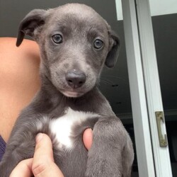Female Whippet is available for adoption
