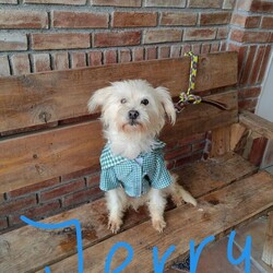 Male Maltese is available for adoption