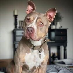 Male Pit Bull Terrier is available for adoption
