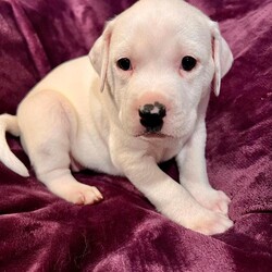 Female Beagle is available for adoption