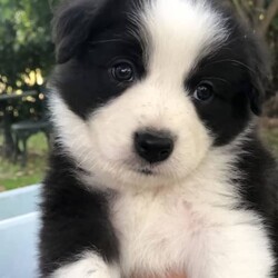 Border Collie is available for adoption