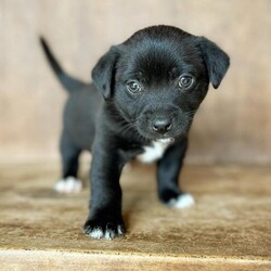 Male Mixed Breed is available for adoption