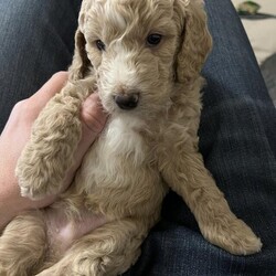 Mixed Litter Cockapoo is available for adoption