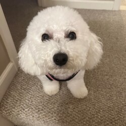 Female Bichon Frise is available for adoption