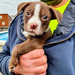Female Mixed Breed is available for adoption
