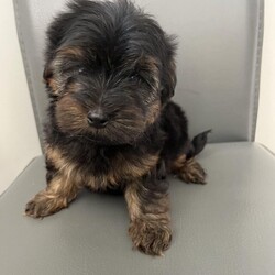Female Yorkiepoo is available for adoption
