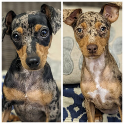 Male Miniature Pinscher is available for adoption