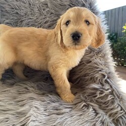 is available for adoption