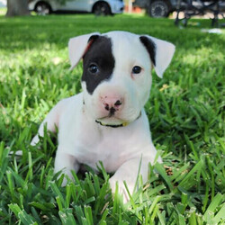Male Bull Terrier is available for adoption