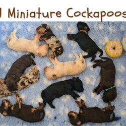 Mixed Litter Cockapoo is available for adoption