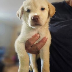Male Labrador Retriever is available for adoption