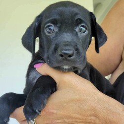 Male Labrador Retriever is available for adoption