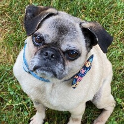 Female Pug is available for adoption