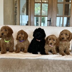 Mixed Litter Cockapoo is available for sale- Dog the Love