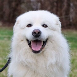 Male Great Pyrenees is available for adoption