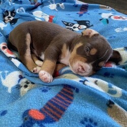 Male Mixed Breed is available for adoption