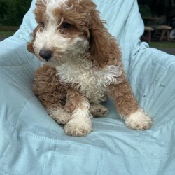 Male Cockapoo is available for adoption
