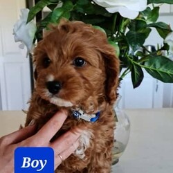 Female Poodle (Toy) is available for adoption