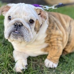 Female English Bulldog is available for adoption