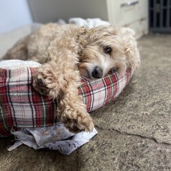 Female Cockapoo is available for adoption