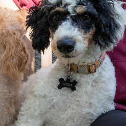 Male Poodle is available for adoption