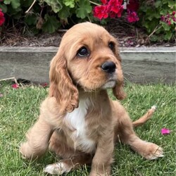 Male Cocker Spaniel is available for adoption