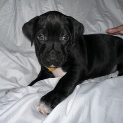 Male Mixed Breed is available for adoption