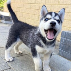 Male Siberian Husky is available for adoption