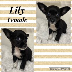 Female Feist is available for adoption