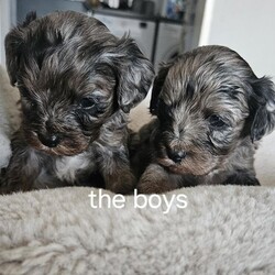 Mixed Litter Cavapoo is available for adoption