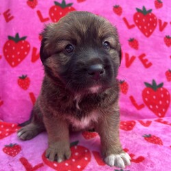 Male German Shepherd Dog is available for adoption