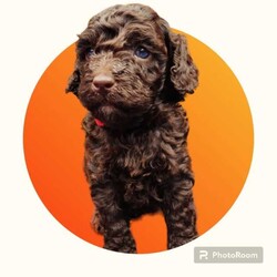 Female Poodle (Miniature) is available for adoption