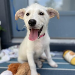 Female Great Pyrenees is available for adoption