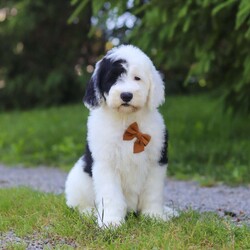 Male Sheepadoodle Puppy is available for sale- Dog the Love