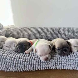 Female French Bulldog is available for adoption