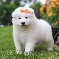 Female Samoyed Puppy is available for sale- Dog the Love