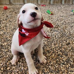 Male Yellow Labrador Retriever is available for adoption