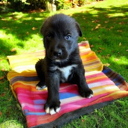 Male Mixed Breed is available for adoption