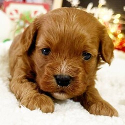 Male Cavapoo is available for adoption