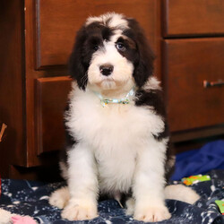 Male Sheepadoodle is available for adoption