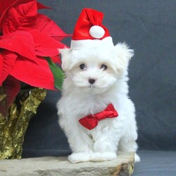 Female Maltese Puppy is available for sale- Dog the Love