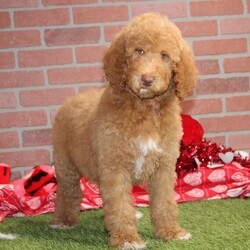 Female Poodle is available for adoption